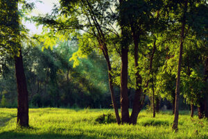 Certificate Program - Centre for Response-Based Practice